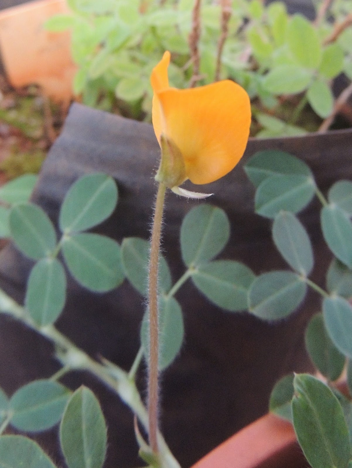 Fabaceae - Leguminosae no Brasil: Fabaceae - Arachis correntina ...