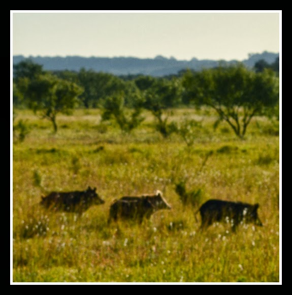 LeissnerArt: Why Did the Wild Hog Cross the Road