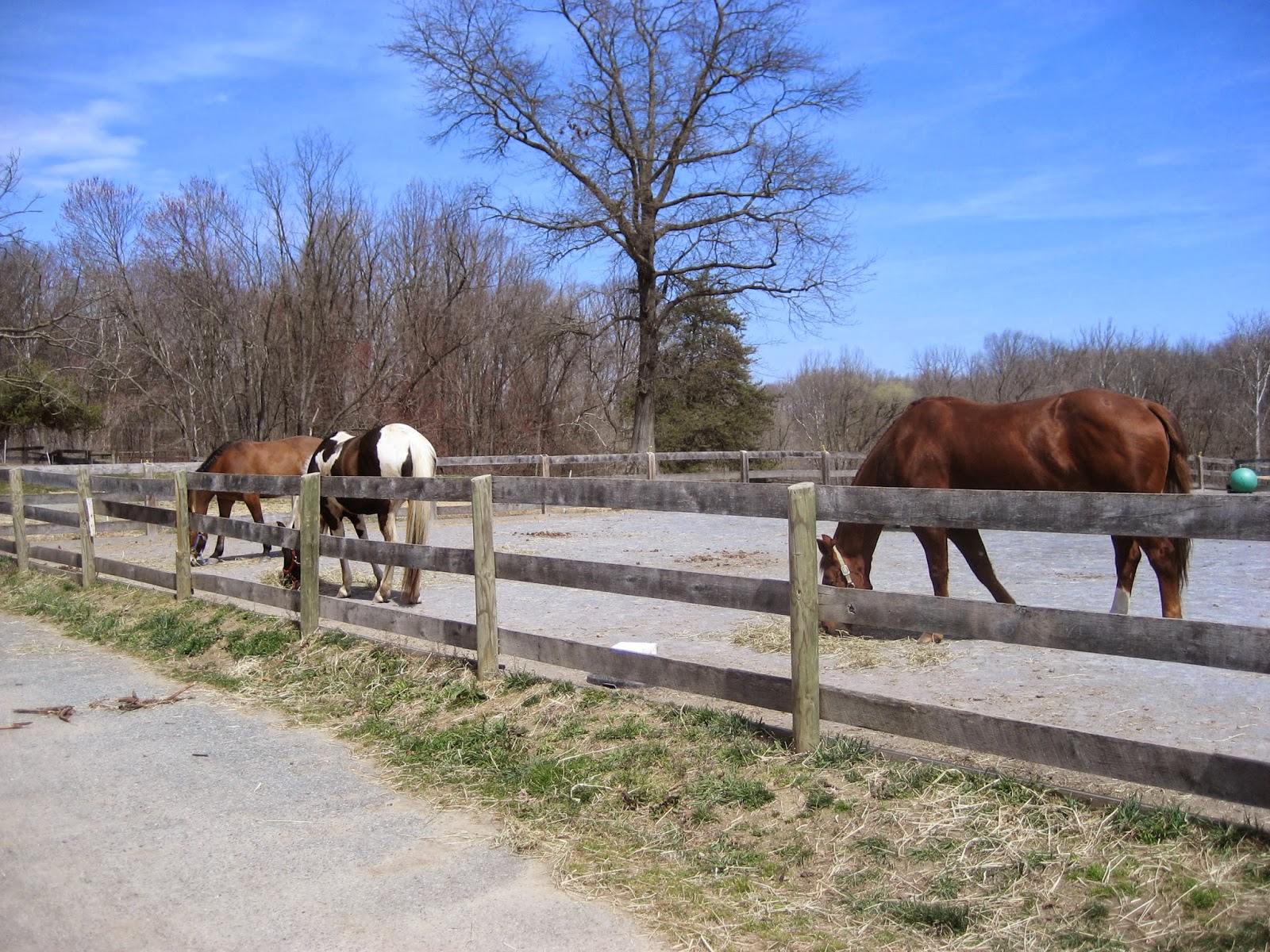 Do Horses Neigh When They Run?: What is a ridgling?
