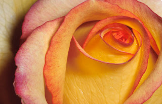 Suzanne's Selections: Roses - What do the Colors Mean?