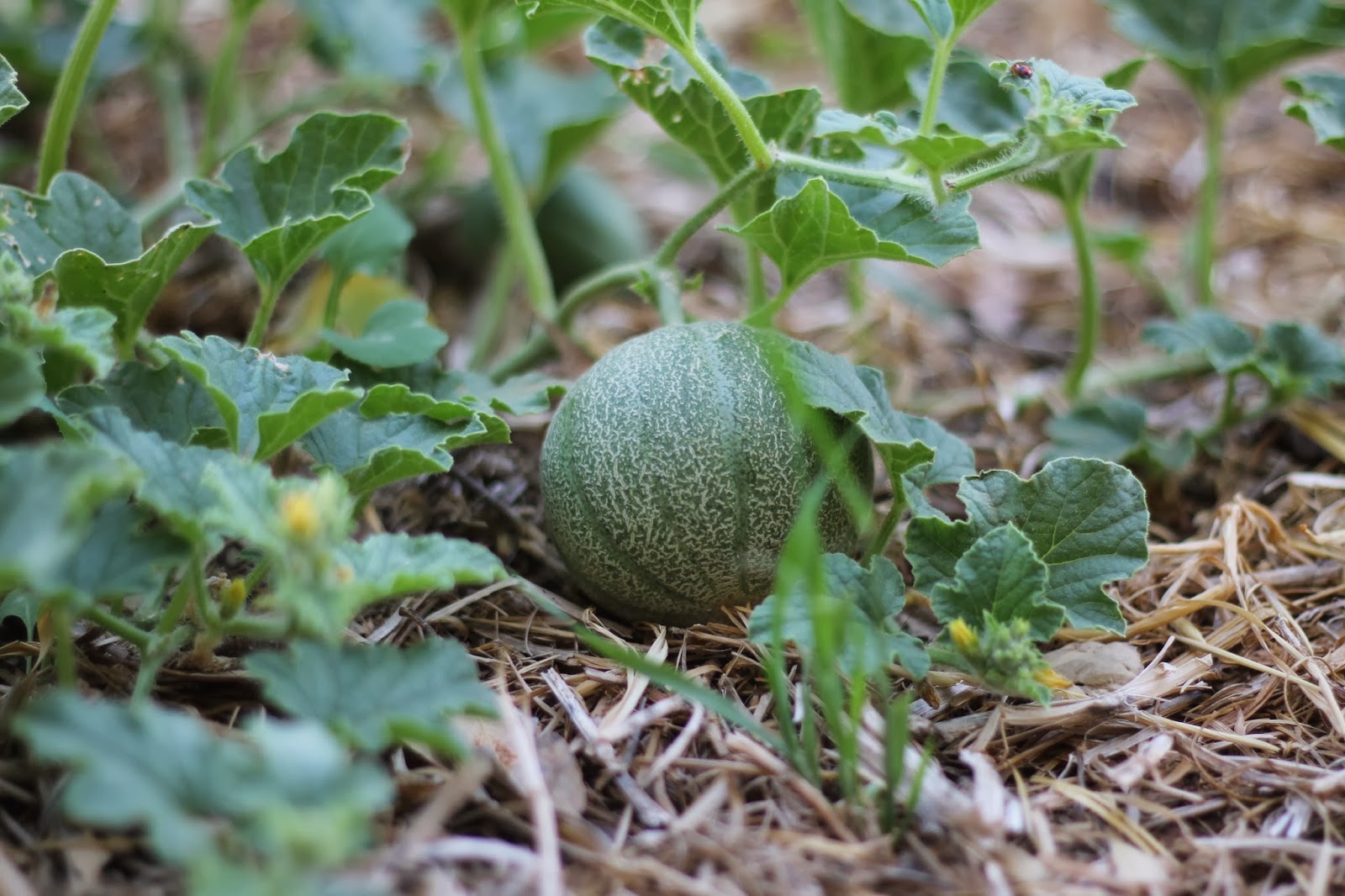 Growing vegetables in December - The Shady Baker