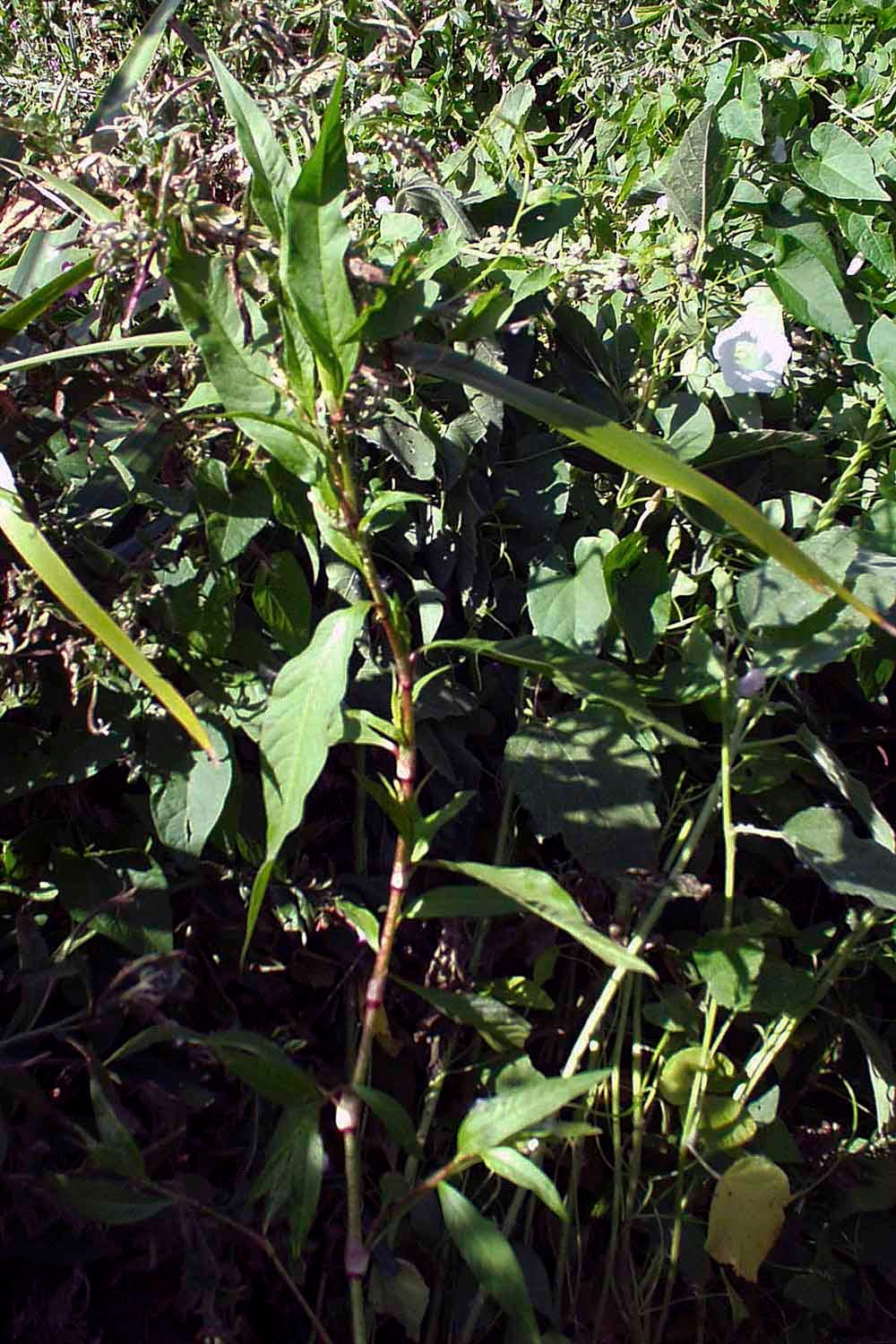 Las flores silvestres de Hormaza: Polygonum sp.