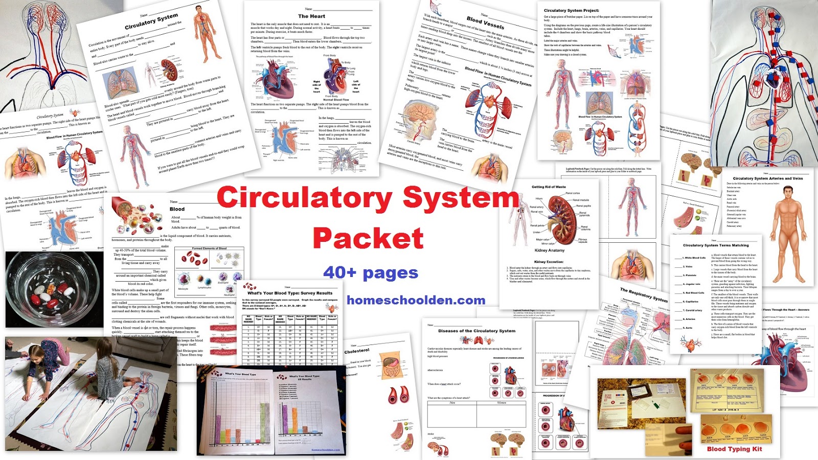 The Homeschool Den: Human Body Unit: Heart and Circulatory System ...