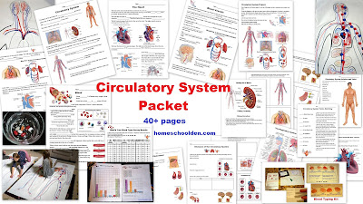 The Homeschool Den: Human Body Unit: Heart and Circulatory System ...