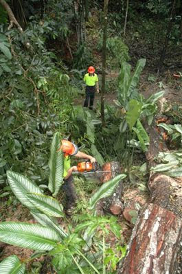 BunyipCo: Cyclone Yasi; The Aftermath