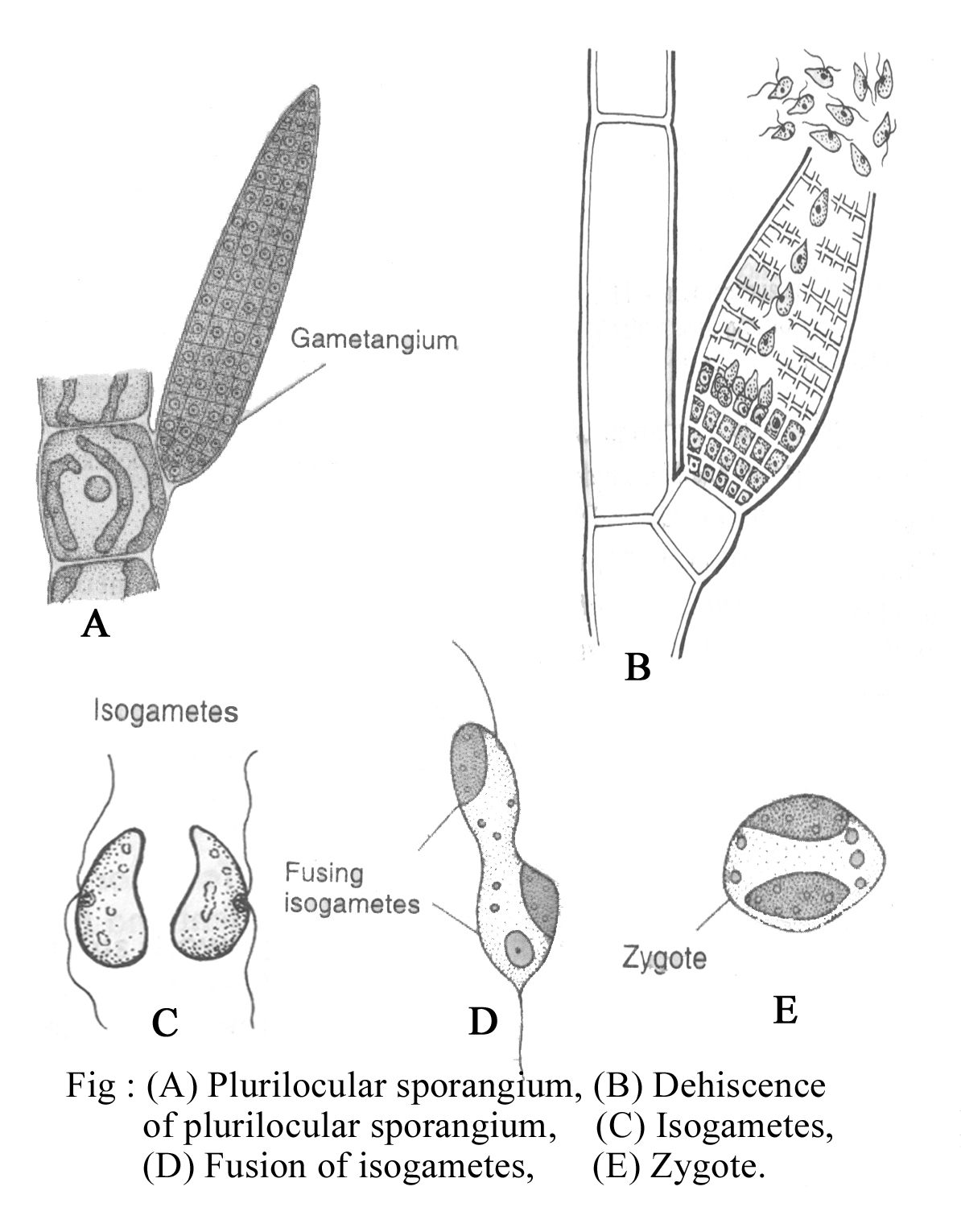 ECTOCARPUS - STRUCTURE OF VEGETATIVE BODY AND REPRODUCTION