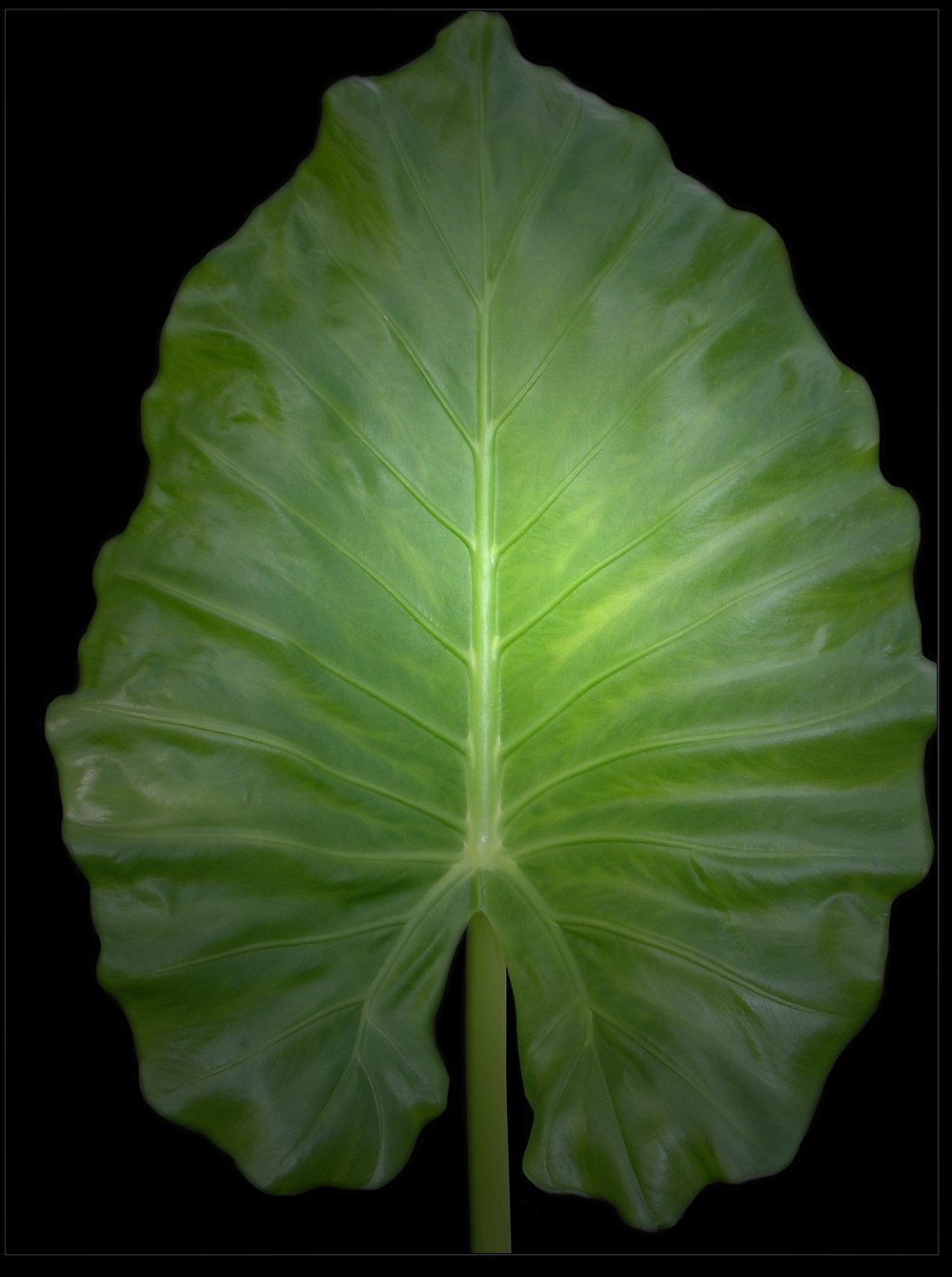 Nature: The Exotic Leaf