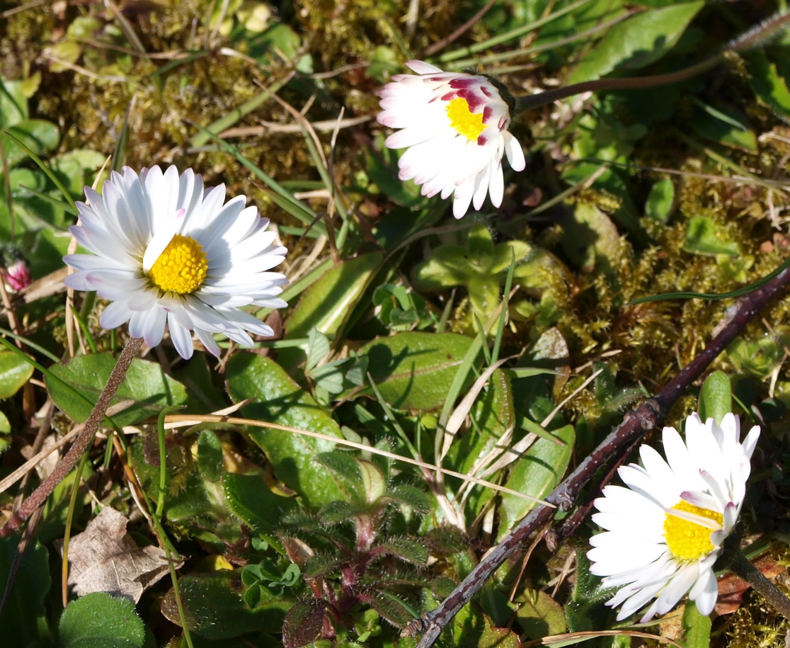 Mark's Veg Plot: Some "mundane" beauties
