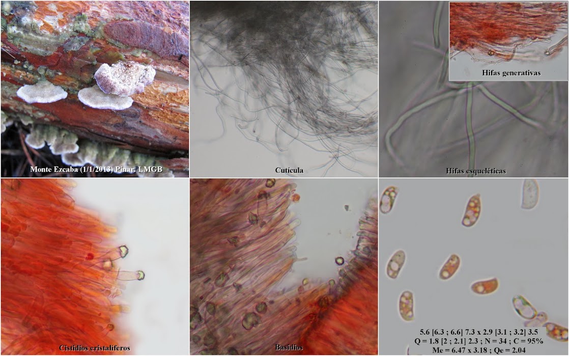 Microscopía de hongos. Vol 5. S - Z: Trichaptum abietinum