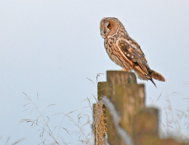 Owls Revisited | Focusing on Wildlife