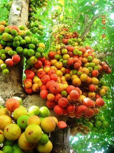 KAJIAN LUBAI: Pohon Ara