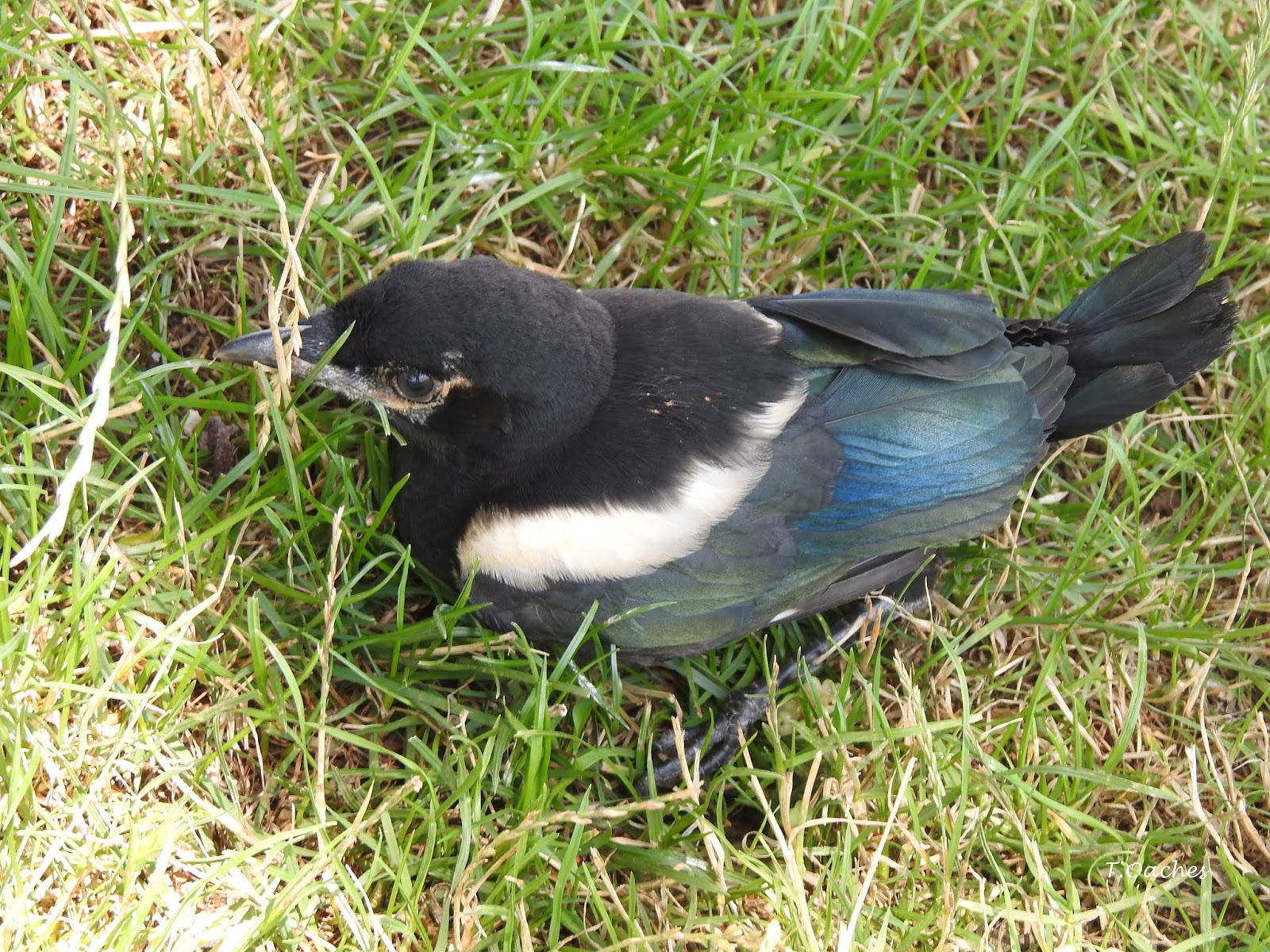 PASARI DIN ROMANIA: COTOFANA, Pica pica