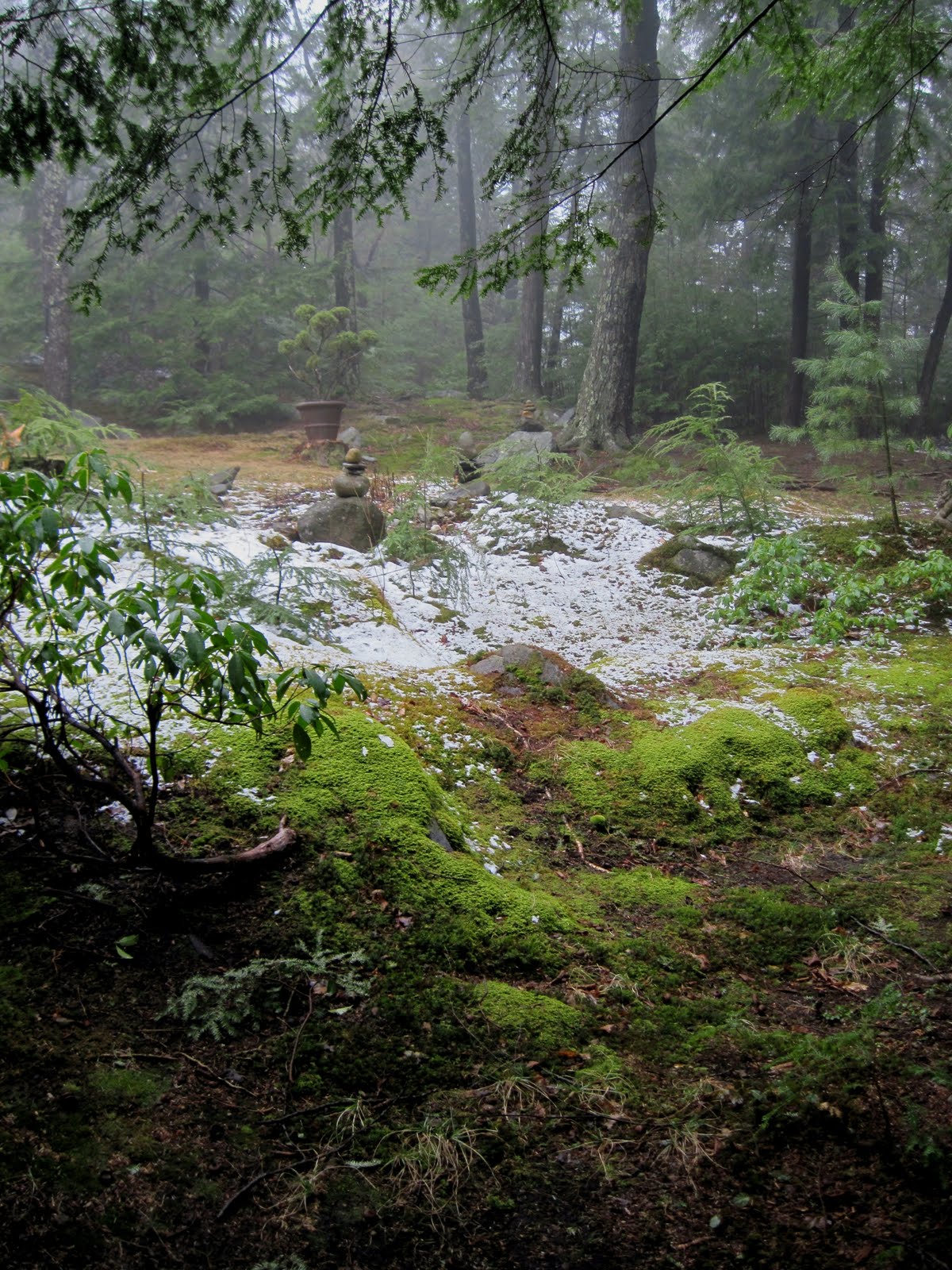RavenWood Forest: Late April Mist
