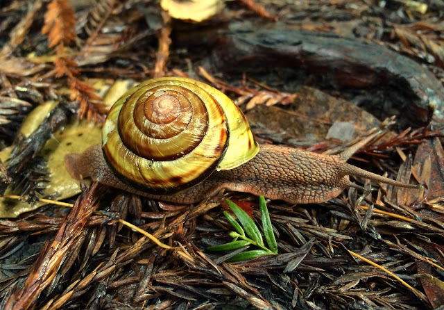 Woods Walks and Wildlife: May 2016