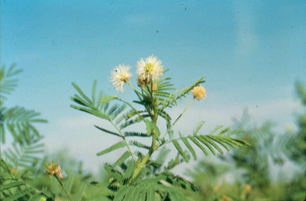 Future Plants by Randy Stewart: Prairie Mimosa, Bundle Flower & Tick ...