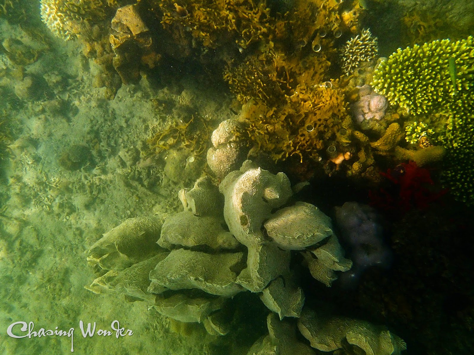 Chasing Wonder: Pambato Reef - Honda Bay, Palawan