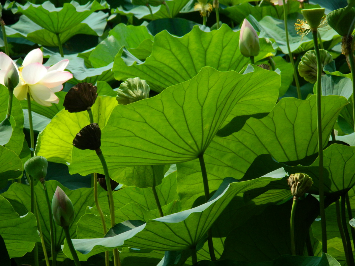 LA MULTI ANI, ROMANIA!: Frunze de nufar