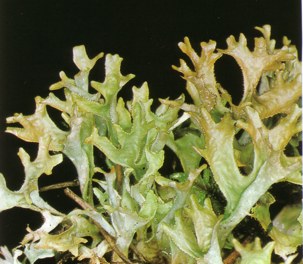 Liquen de Islandia | Planta Medicinal
