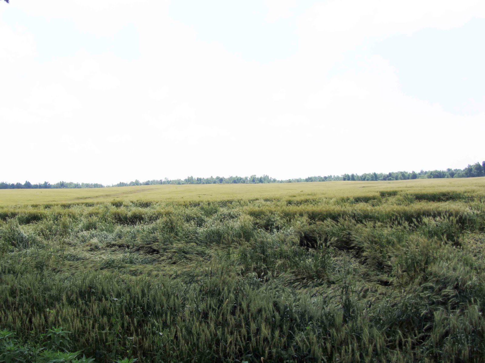 Grain Crops Update: Wheat Lodging, Excess N Likely the Problem