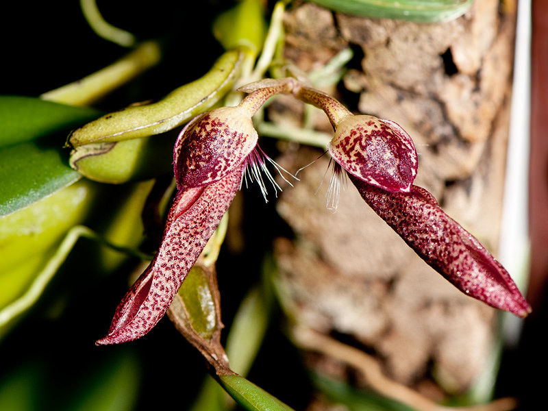 Bulbophyllum mirum care and culture | Travaldo's blog
