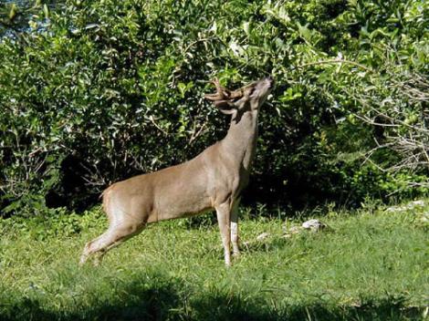 MUNDO ANIMAL: EL VENADO