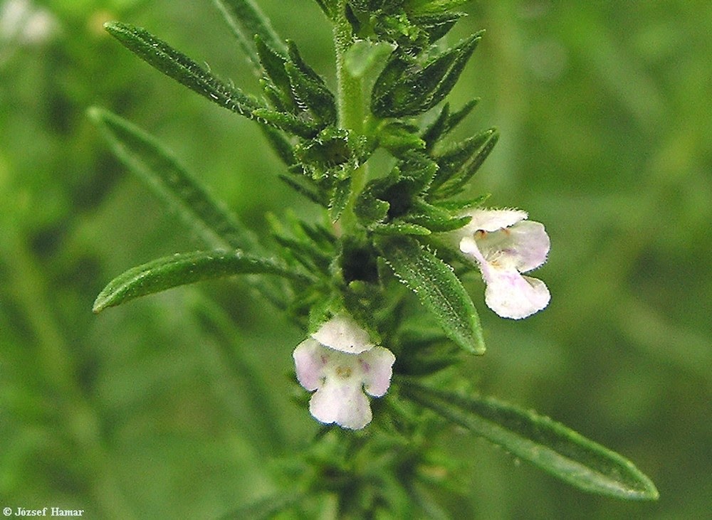 Čubar « Ljekovito bilje i trave