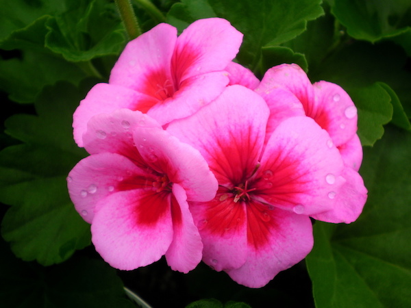 Vivre le Meilleur de Soi : Le géranium rosat : l’ami de votre peau pour ...