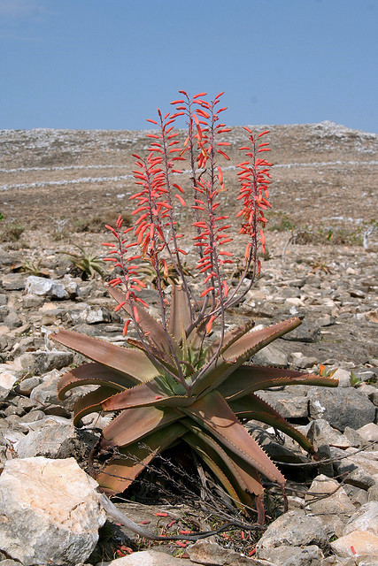 Socotra's Amazing Flora