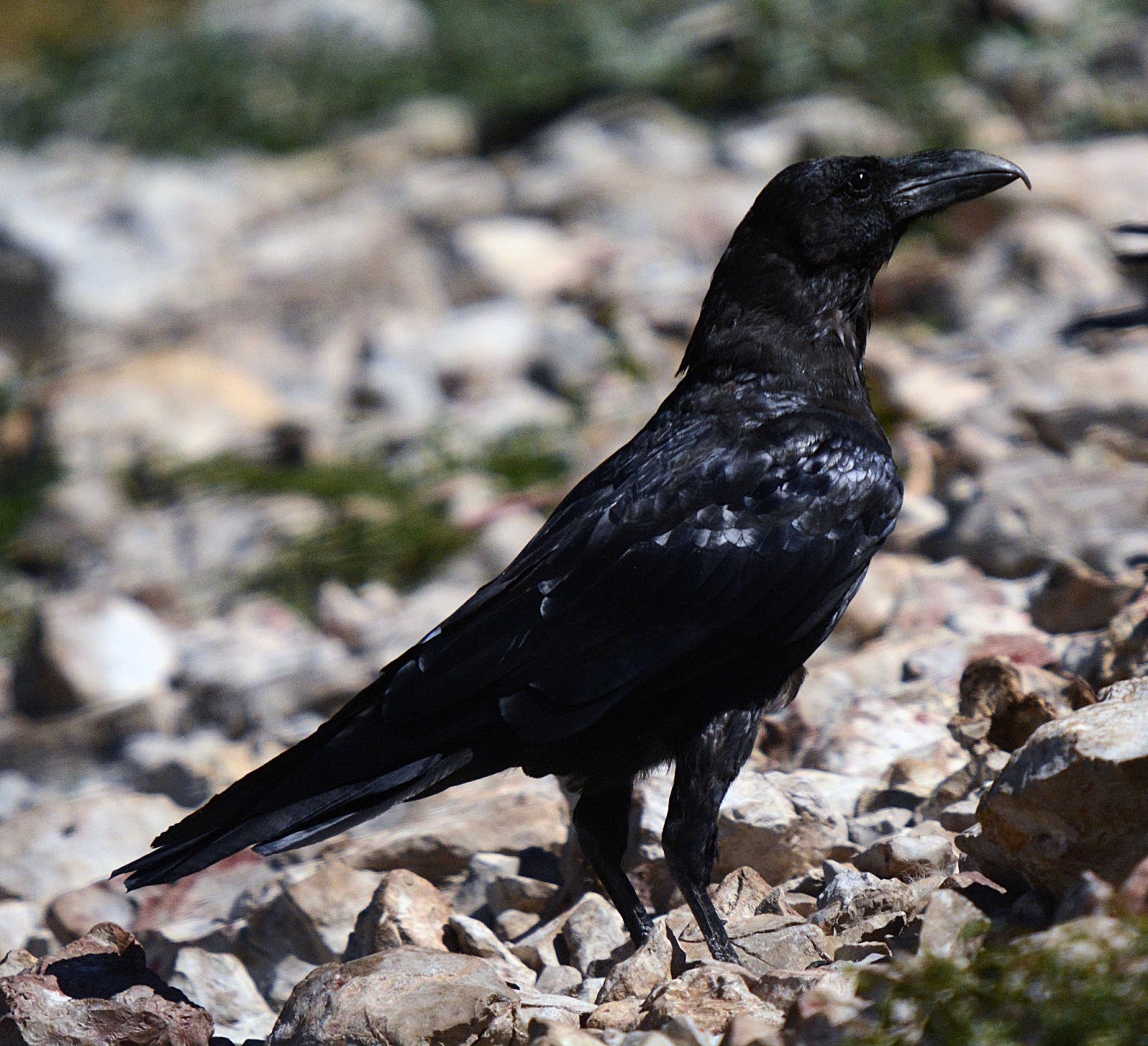 Blog del Màrius Domingo, Ca la Gallineta: El corb.