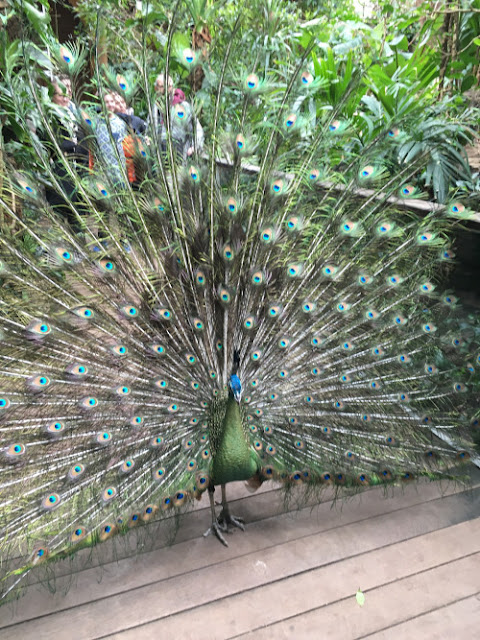 Gambar Merak - Gambar Merak