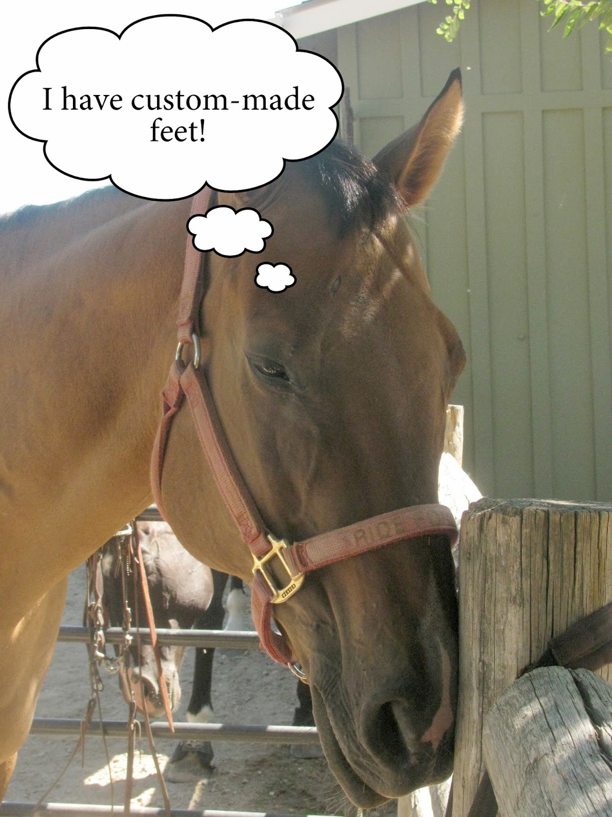 Musings at Minkiewicz Studios LLC: Steppin' Out: Hooves From An ...