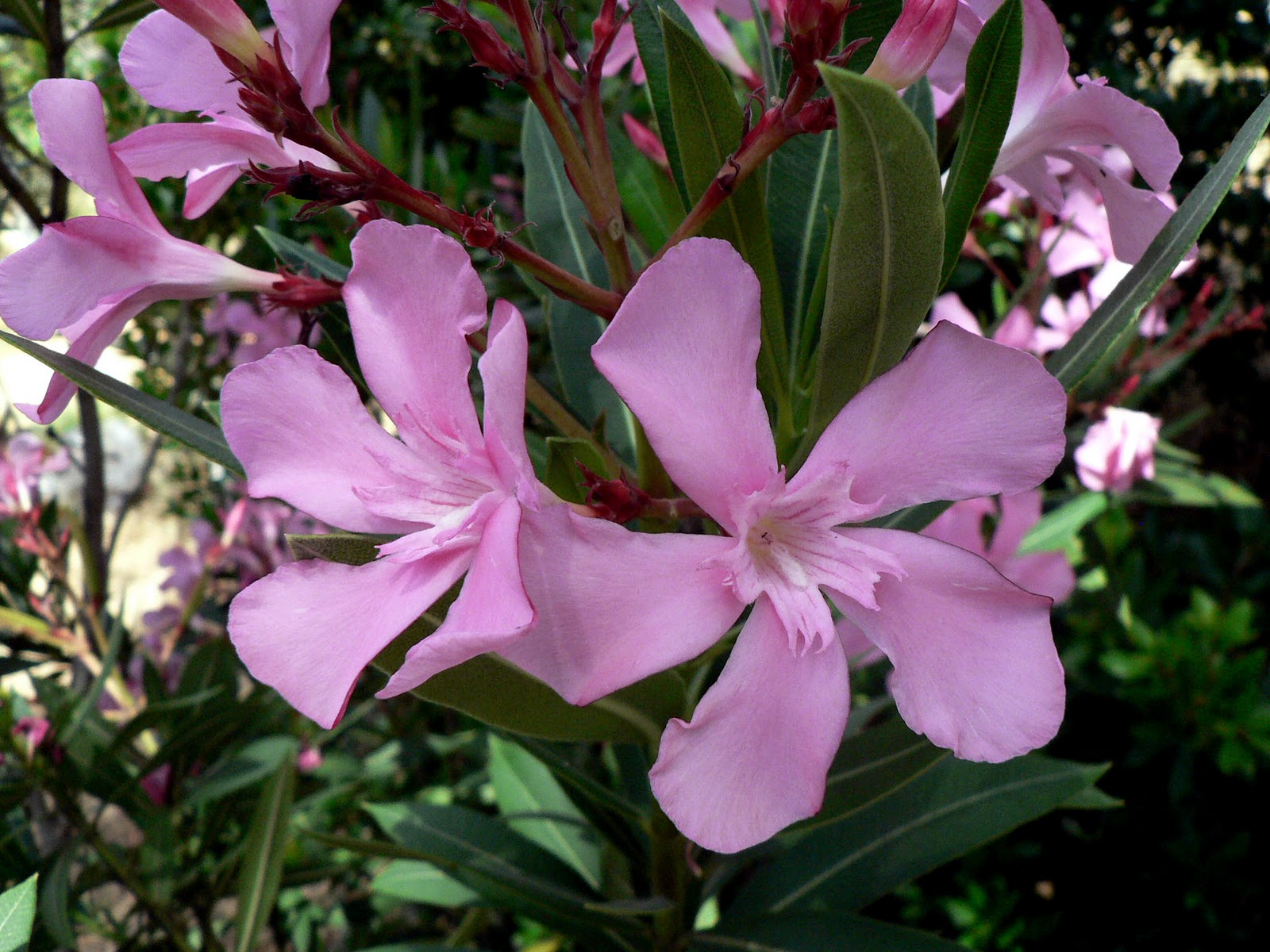 Desde Alájar: Adelfa
