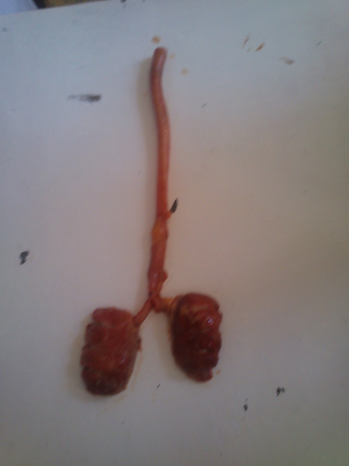 CPO_B2_403_E1_P1: Disección del pollo