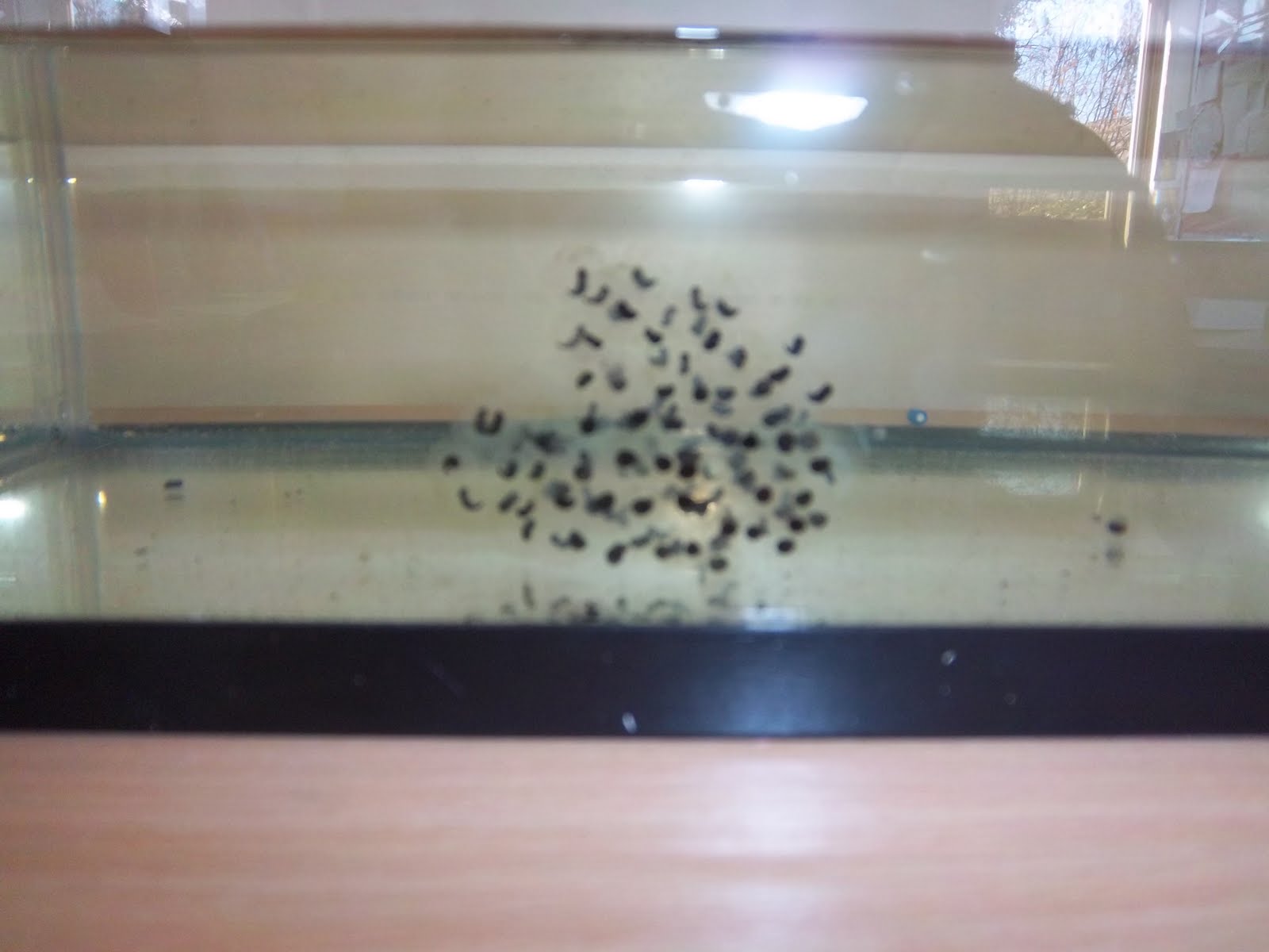 Crabtree Infants' Reception: Tadpoles!