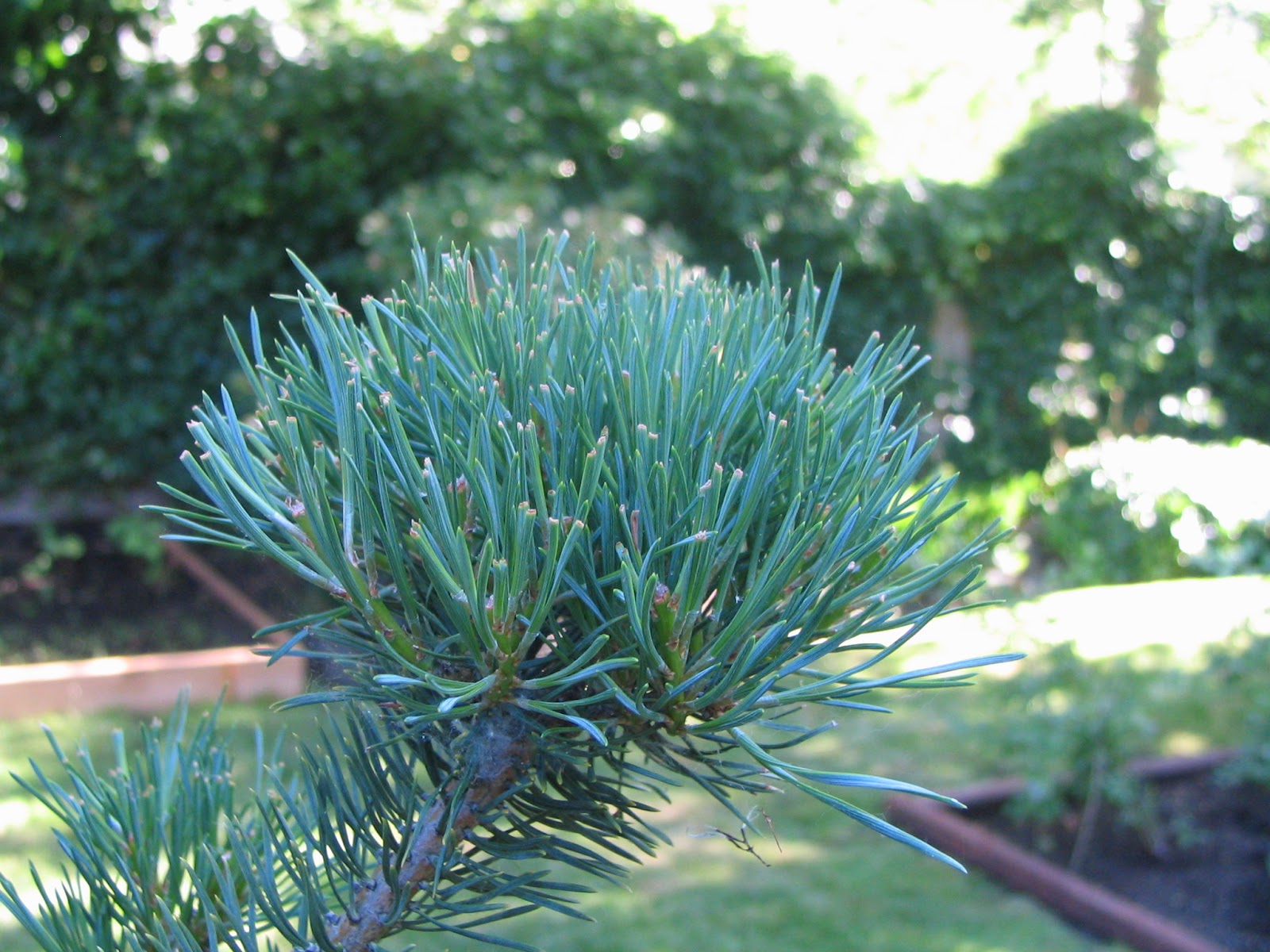 The Poodle Tree Experiment: 2012