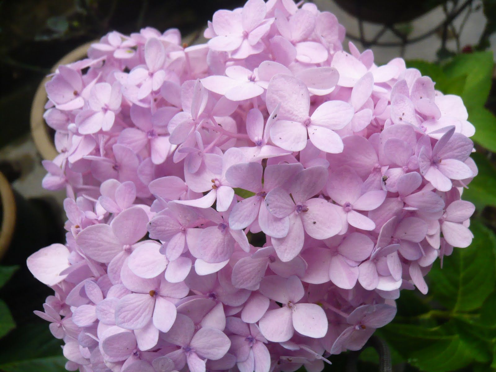 syazariah: BUNGA 3 BULAN