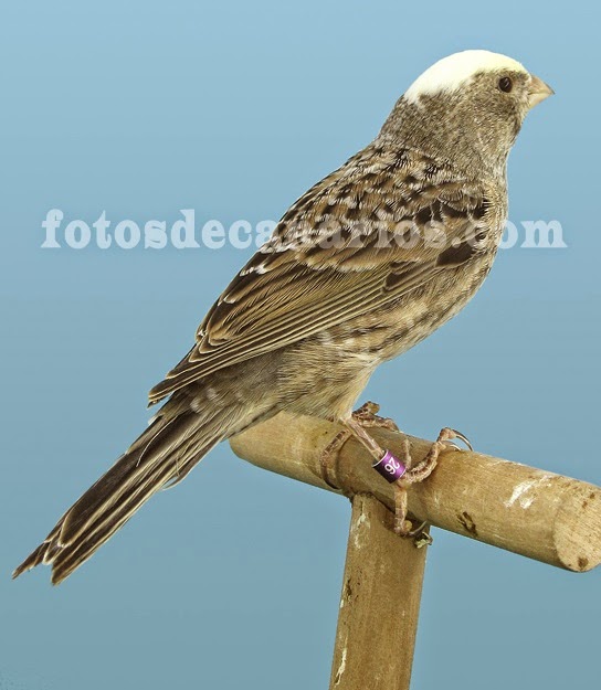 LOS CANARIOS DE POSTURA: Canarios de Diseño