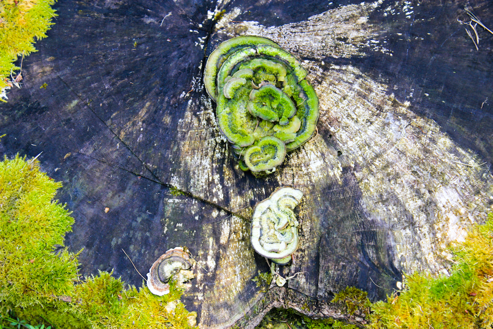 Rosa Fay Photography: Natural Forms