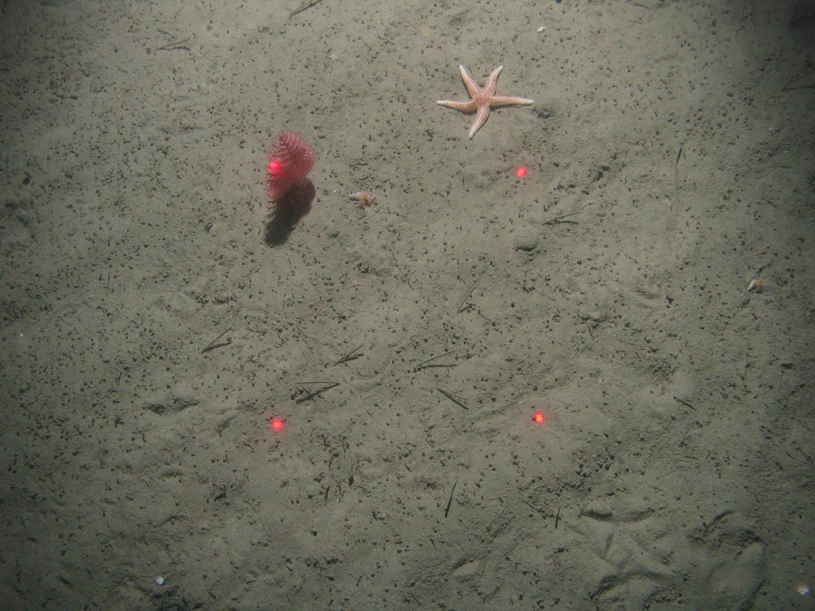 JNCC marine survey update: Further exploration of the pockmarks begins