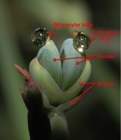 Flower Tales: On the path of the begin