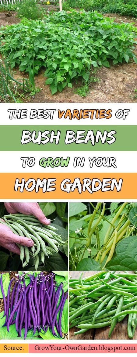 The Best Varieties of Bush Beans to Grow in Your Home Garden | Grow ...