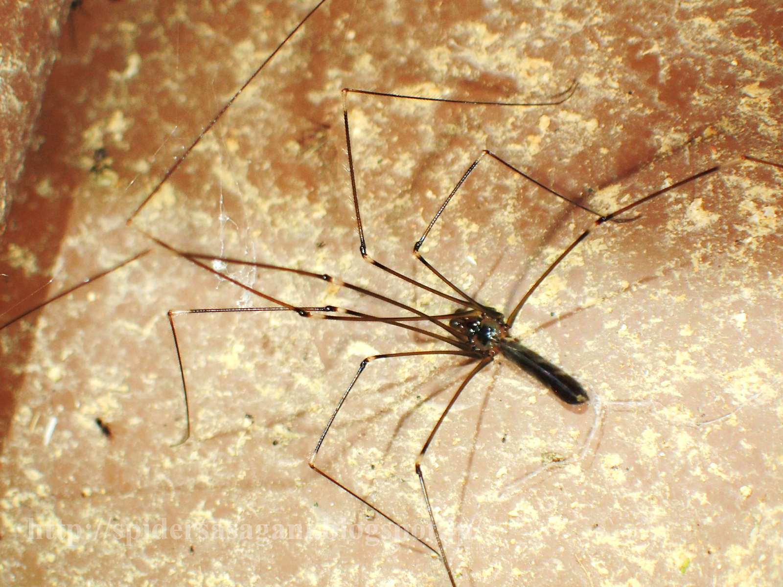 細蟹屋: Pholcidae ユウレイグモ科