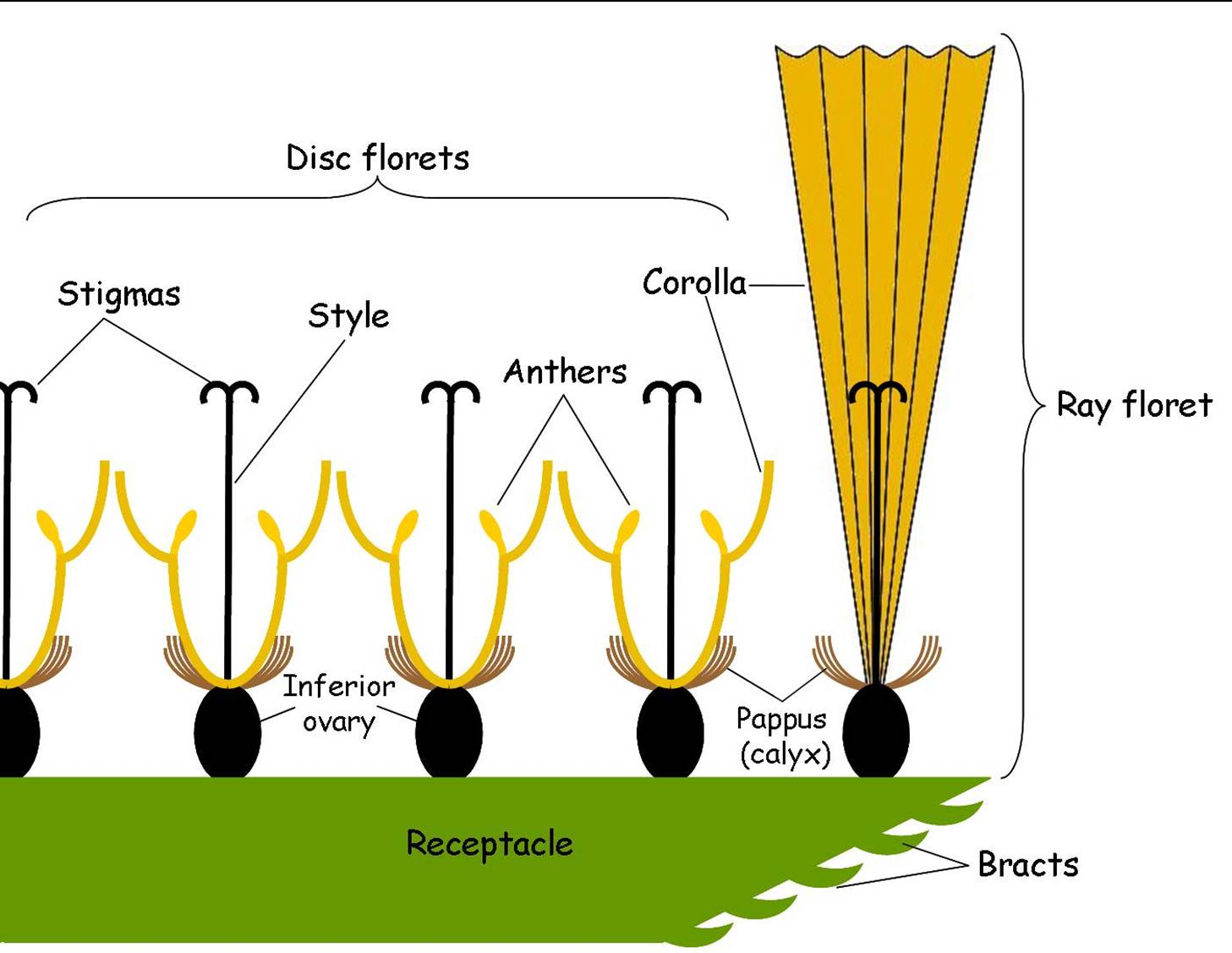 Flower Tales: The family from the skies