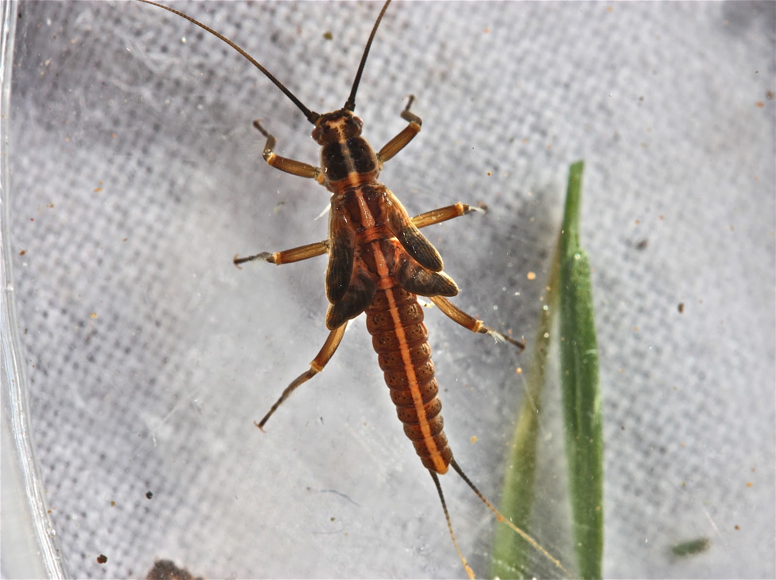 Aquatic Insects of Central Virginia: 找到了! (Gotcha!): The First Large ...