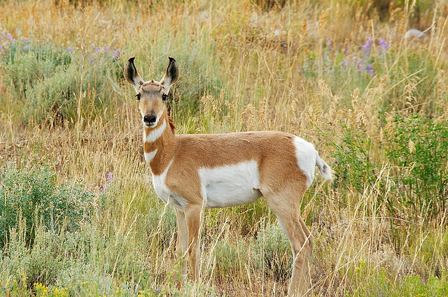 The Pronghorn – The American Almost Antelope | The Ark In Space
