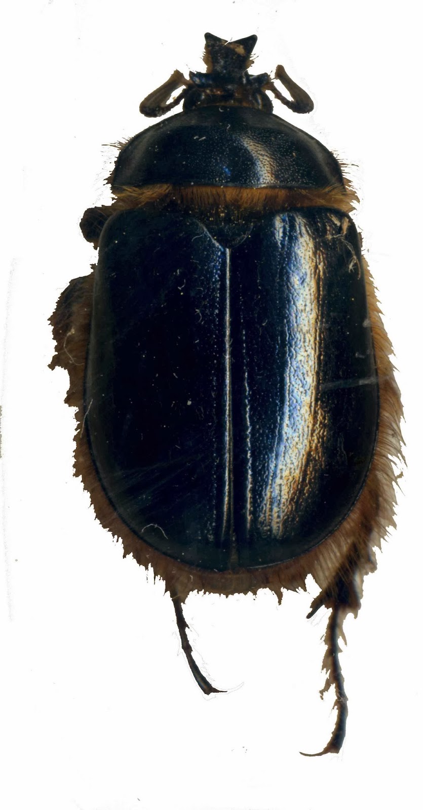 虫頭: (112313) Pleocoma australis Pleocomidae（Southern Rain Beetle）