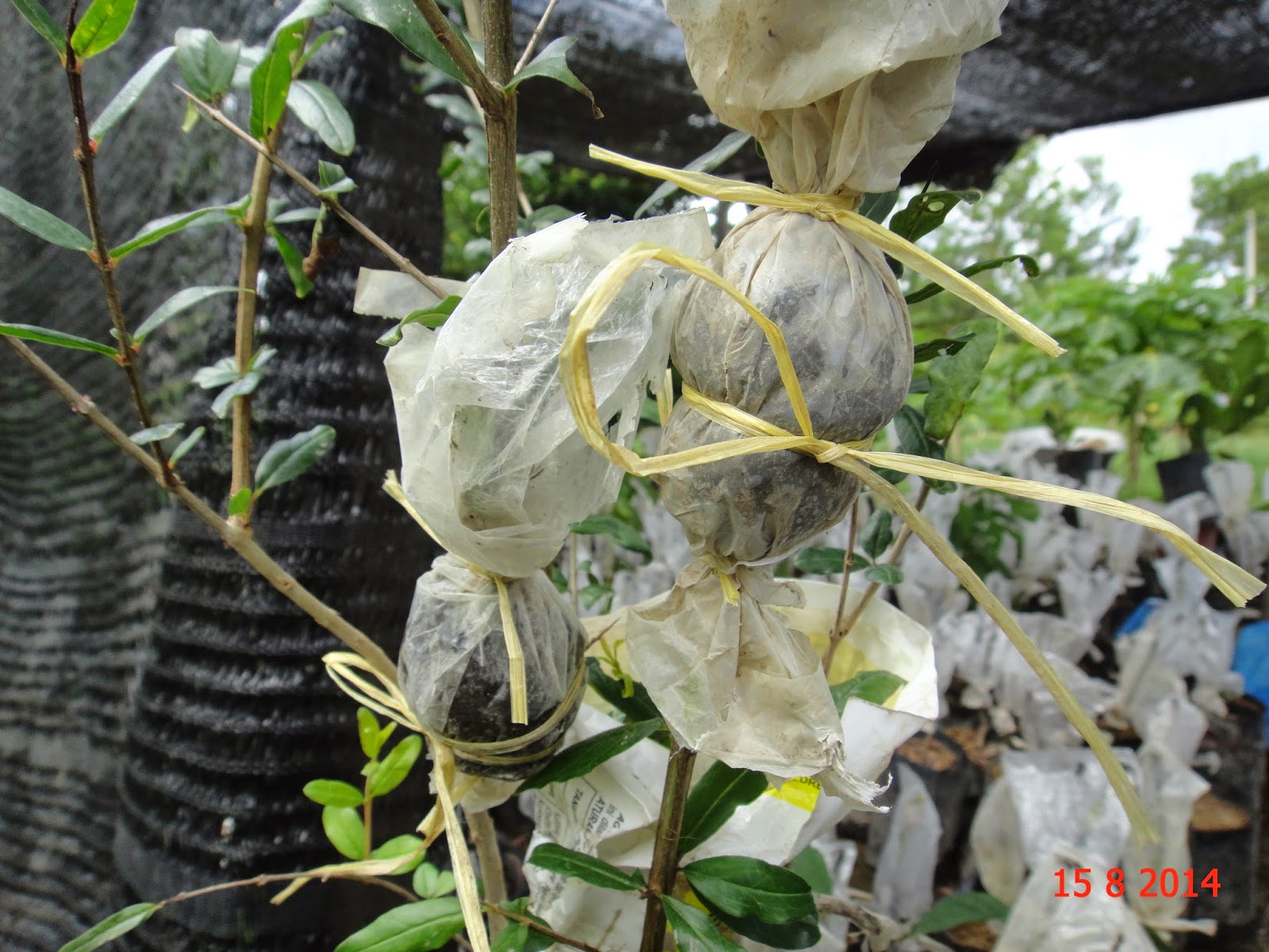 Experimental Farming: Marcotting / Air Layering Breadfruit Tree.
