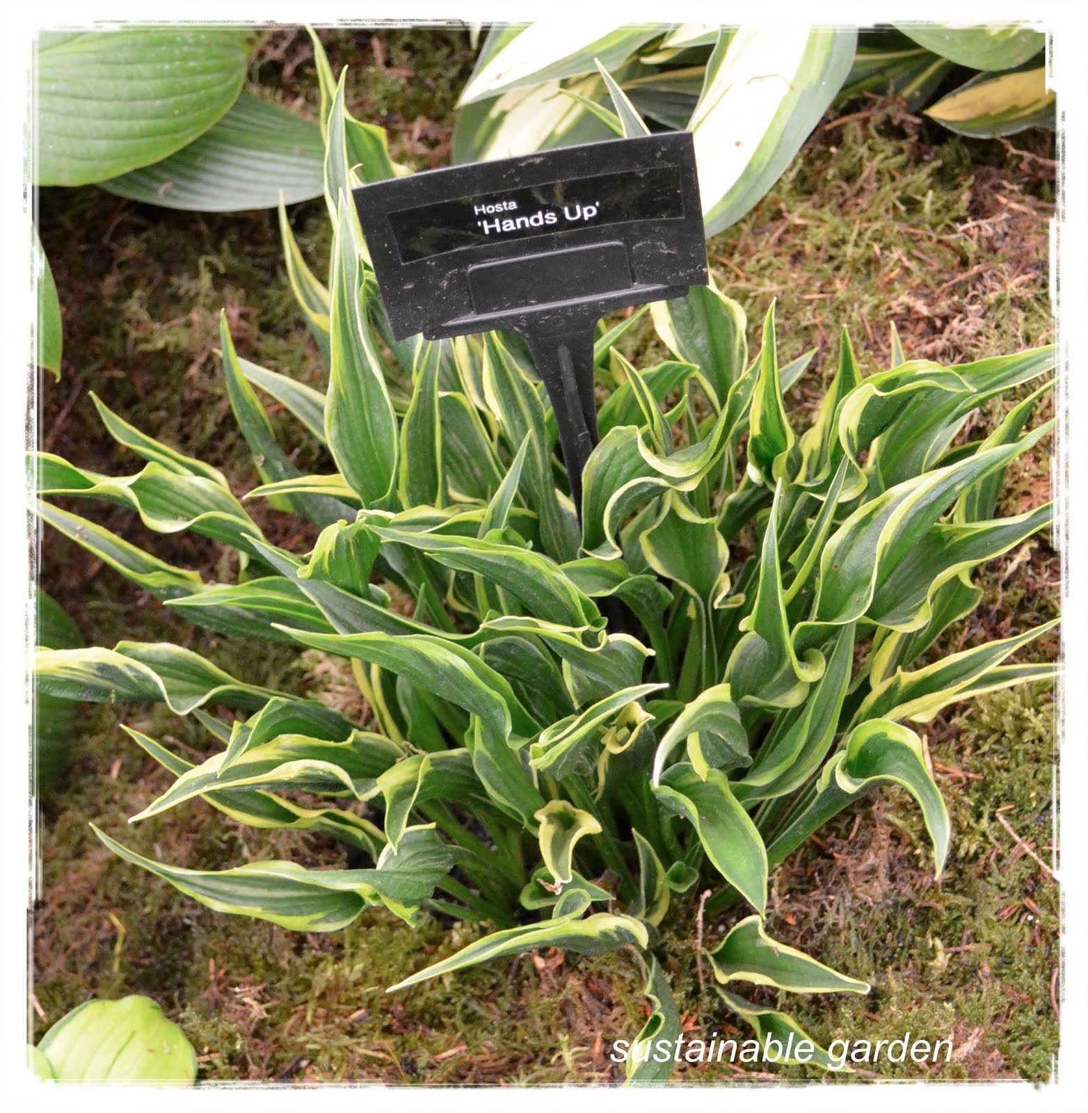 sustainable garden: rhs tatton park