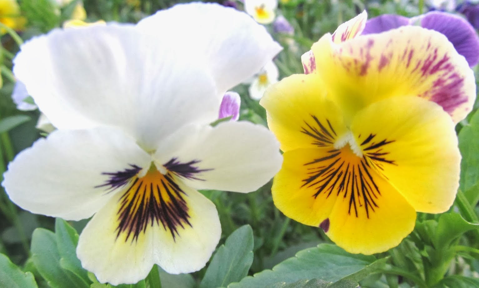 NATURAL & UNIQUE PHOTOGRAPHY: PANSY FLOWER VARIETIES IN THE GARDEN
