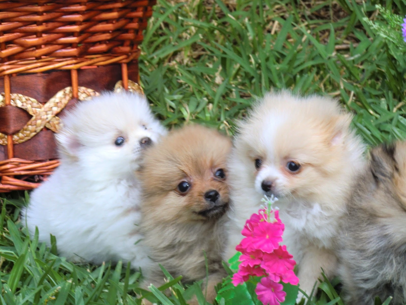 Everything about your Pomeranian - Luv My Dogs